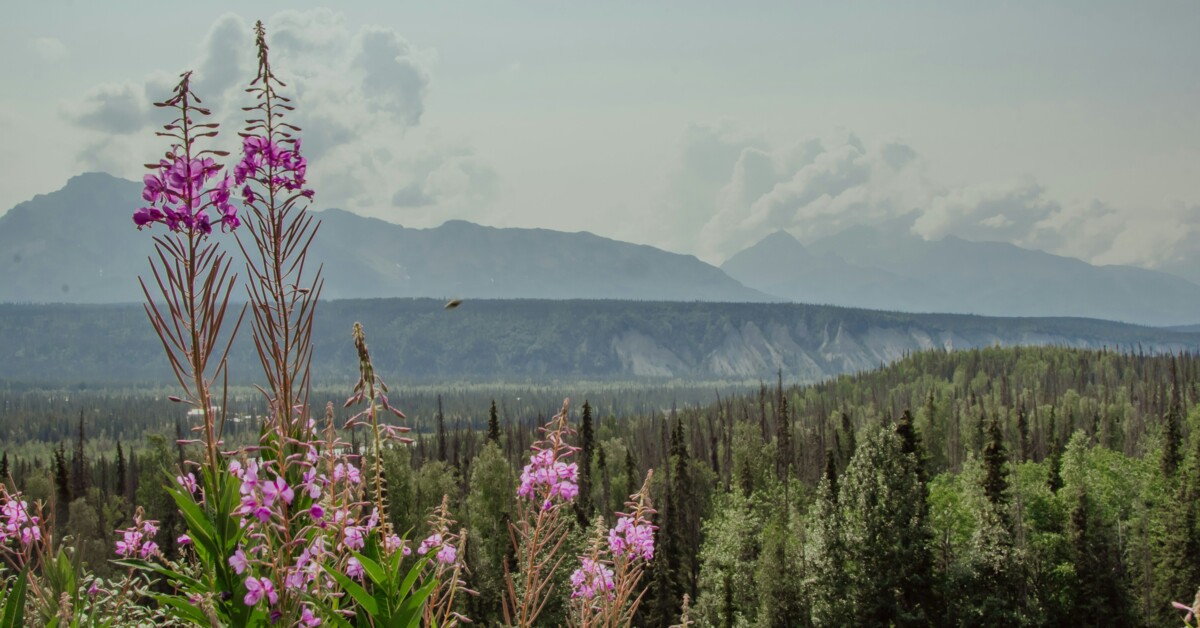 Alaska Explorer - explorer.de